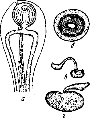 விளக்கம் வெட்லியா இருதரப்பு (அரியோலாவால்) 15819_2