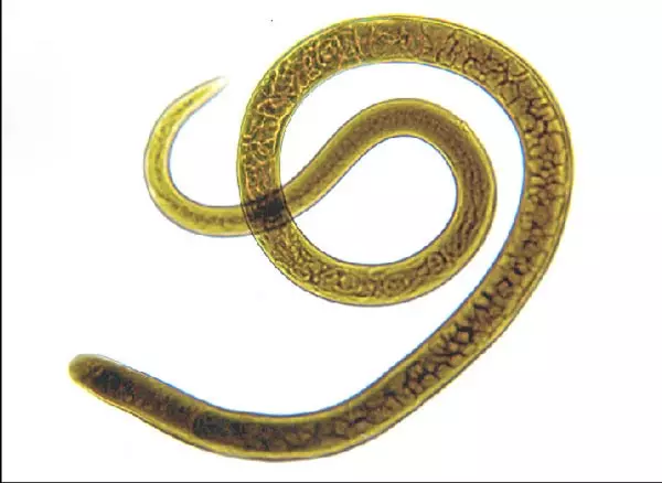 תיאור של Nematobothrium (Maclarenozoum) molae (אחרי מקלארן, 1903) 15876_1