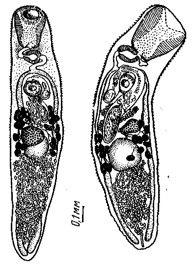 Proctotrema macrorchis Yamaguti, 1934 15949_2