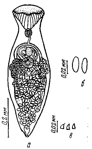 ਪ੍ਰੋਕਟੋਟਰੈਮਾ ਮੈਕਰੋਚਿਸ ਯਾਮਾਗੁਟੀ, 1934 15949_3