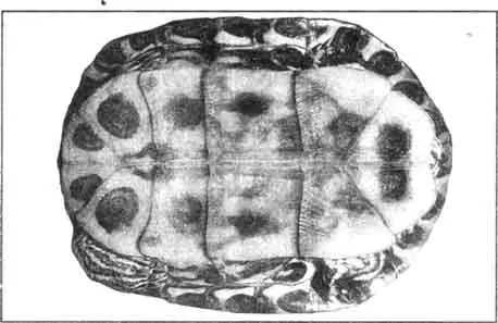 De gele plastron van de roodwangschildpad heeft een kenmerkend donker patroon.