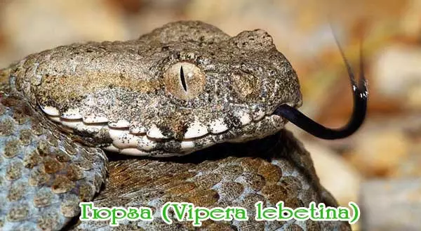 Serpiente Gyurza