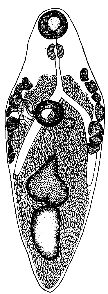 Anatomía de Asymphylodora japonica 16016_2