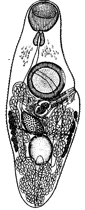 Anatomía de Asymphylodora japonica 16016_3