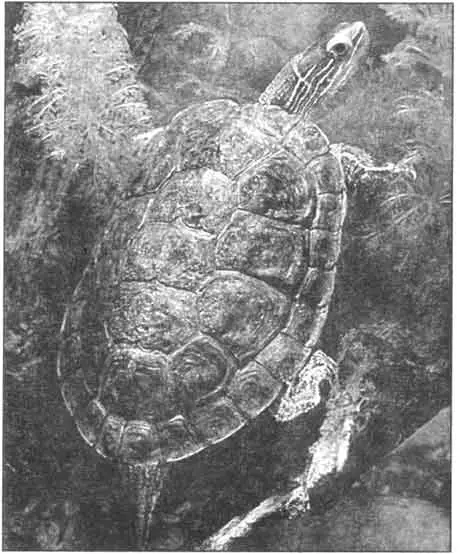 Tortue caspienne (MAUREMYS CASPICA)