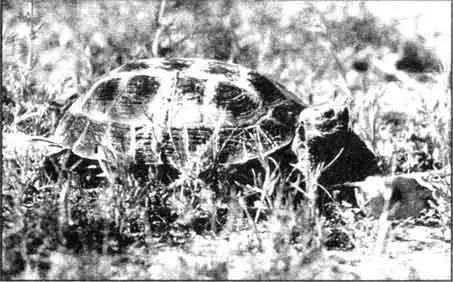 Tortuga de Asia Central en casa, en el desierto de Karakum.