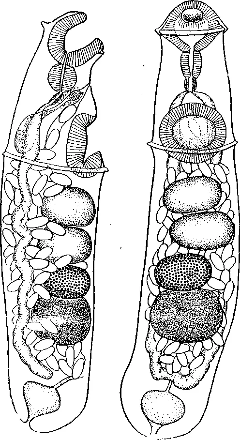 Anatomie Bunocotyle cingulata 16130_2