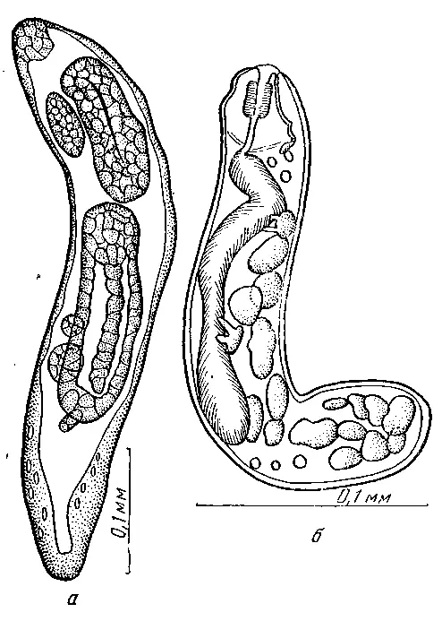 Anatomi ti Bunocotyle cingulata kan 16130_3