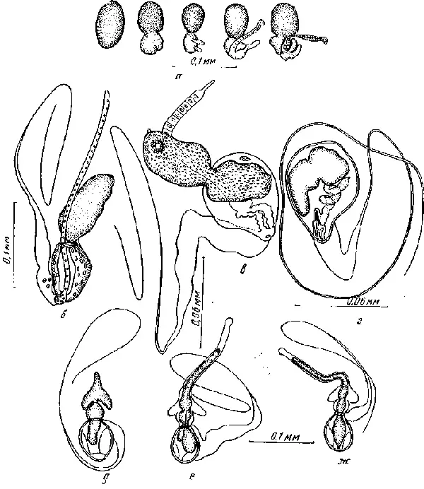 กายวิภาคของ Bunocotyle cingulata 16130_4