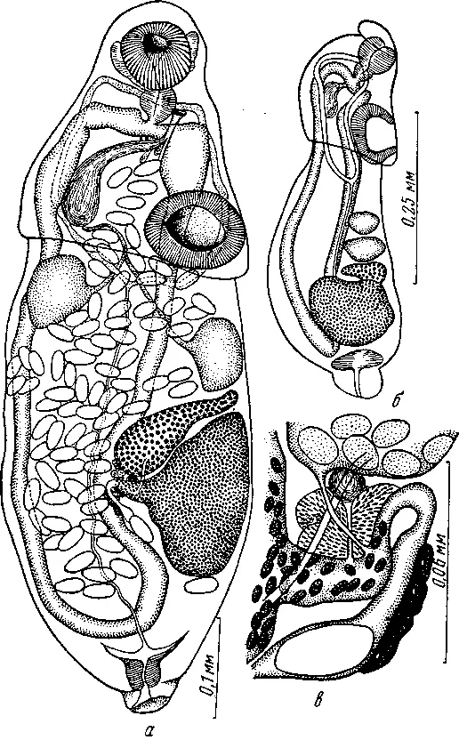 Anatomi ti Bunocotyle cingulata kan 16130_5