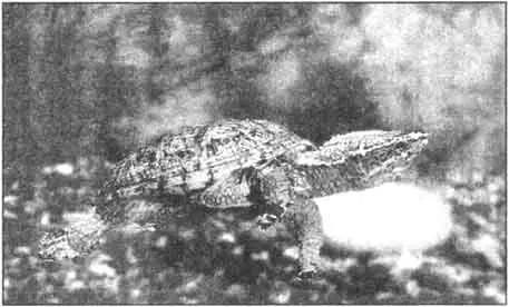 Tortue musquée (STERNOTHERVS ODORATUS)