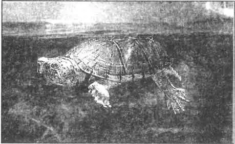 Pequeña tortuga almizclera.