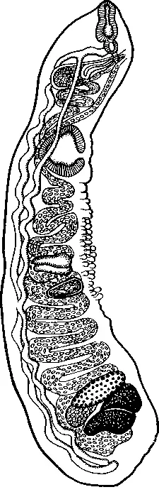 Theletrum gravidum Manter, 1940 16262_2