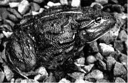 Akadzika frog (Pyxicephabus adspersus)