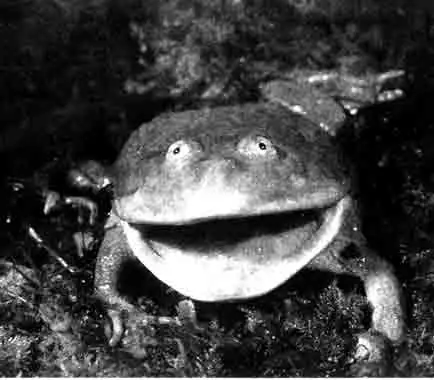 Bajita Common Frog (Lepidobatrachus Laevis)