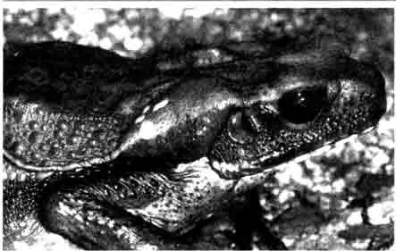 Apo aha (Bufo marinus)