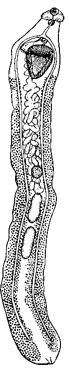 Echinostoma echinocephalum (روډولفي ، 1819) 16420_2