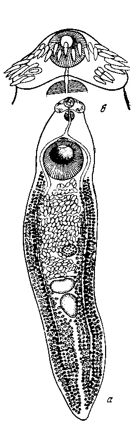 Echinostoma echinocephalum (Rudolphi, 1819) 16420_3