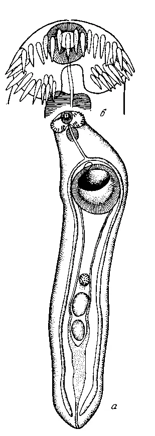 Echinostoma echinocephalum (روډولفي ، 1819) 16420_4