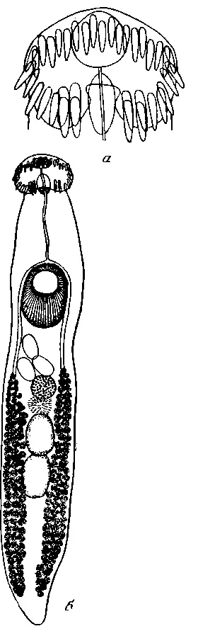 Echinoparyphium agnatum Dietz, 1909 16446_3