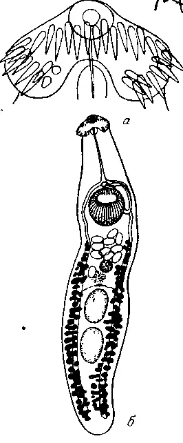 Echinoparyphium agnatum Dietz, 1909 16446_4