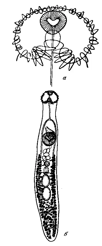 Echinoparyphium agnatum Dietz, 1909 16446_5