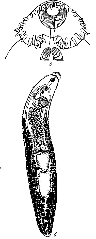 Descrição do Echinostoma macrorchis 16453_2