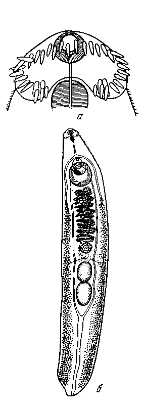 وصف Echinostoma macrorchis 16453_3