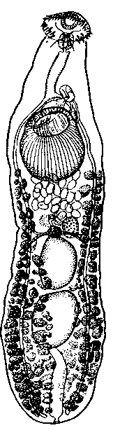 Echinoparyphium flexum (Linton، 1892) Dietz، 1910 16472_2