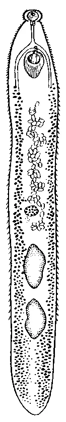 Echinoparyphium flexum (Linton، 1892) Dietz، 1910 16472_3