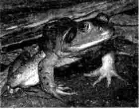 Bull frog (Rana catesbeiana)