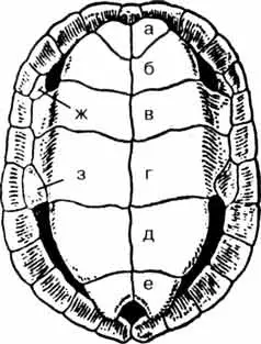 Brief facts about freshwater turtles