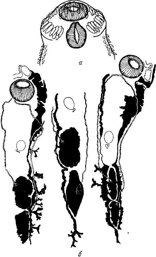 Deskripsi Euparyphium ochoterenai 16608_3