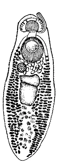 Ignavia inops Freitas, 1948 16621_3