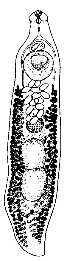 Ignavia inops Freitas, 1948 16621_4