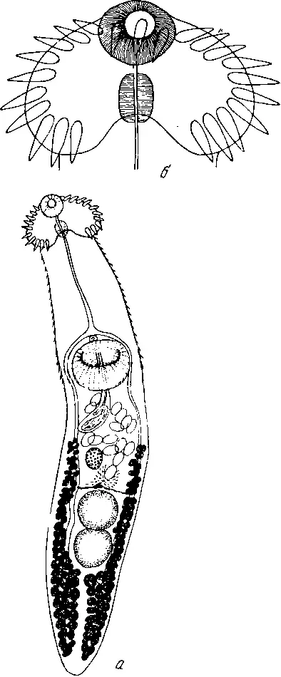 Acanthoparyphium charadrii Yamaguti, 1939 16815_2