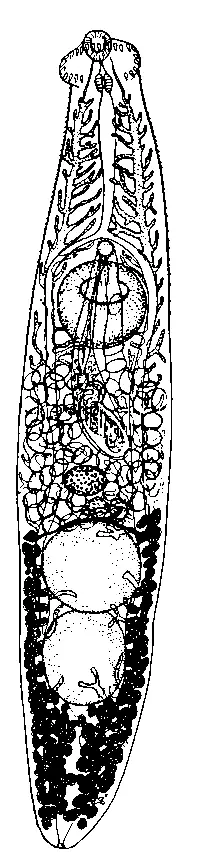 Acanthoparyphium charadrii Yamaguti, 1939 16815_3