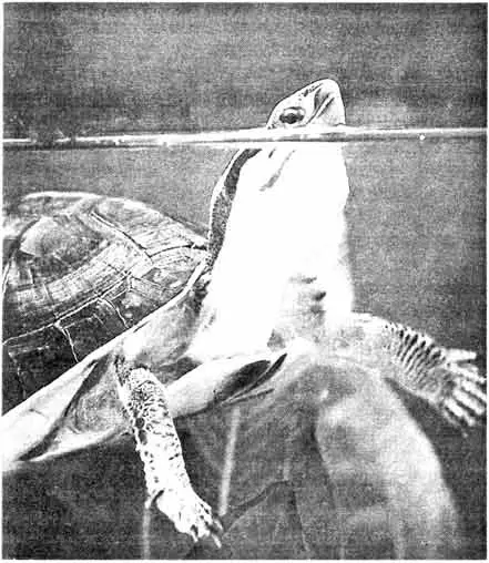 AMBOINSKAYA TURTLE (Cuora amboinensis).