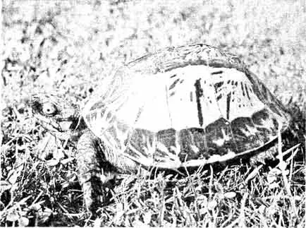 VIETNAM, atanapi TURTLE INDOCHANE (Cuora galbinifrons).