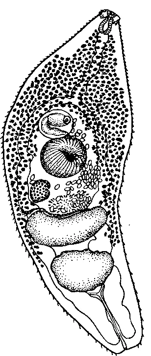 Pegosomum petrowi Kuraschvili ، 1949 16954_2