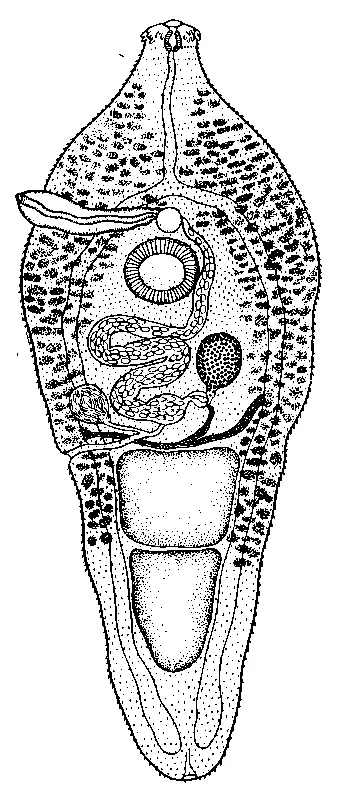 Pegosomum petrowi Kuraschvili ، 1949 16954_3