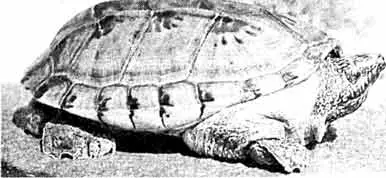 TURTLE CROSS-CHESTED BESAR (Staurotypus triporcatus).