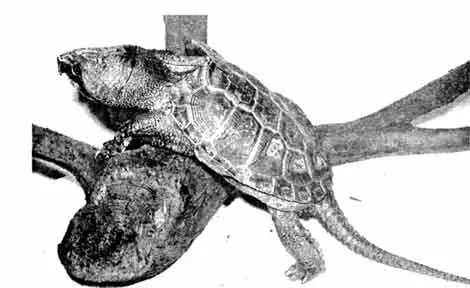 TURTLE HEADED HEAD (Platysternon megacephalum).