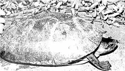 CALIMANTAN, atanapi TURTLE GIANT MALAYSIA (Orlitia bearensis).