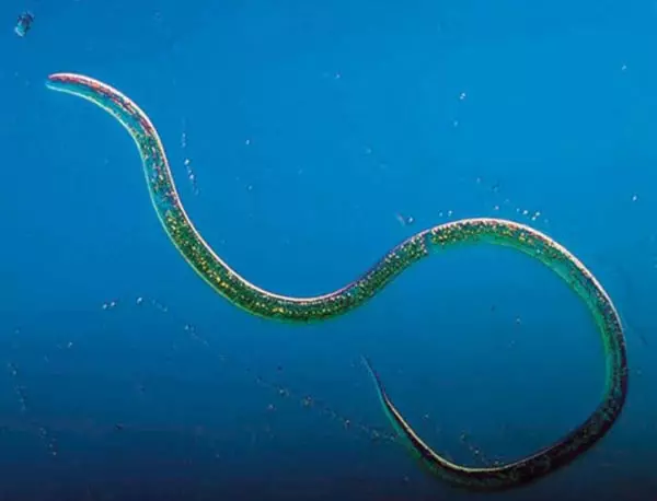 Tsananguro Ochetosoma ophiboli 17377_1