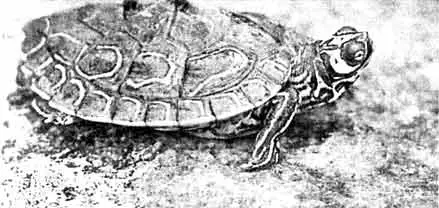 TORTUE GÉOGRAPHIQUE ALABAMIENNE (Graphemys pulchra).