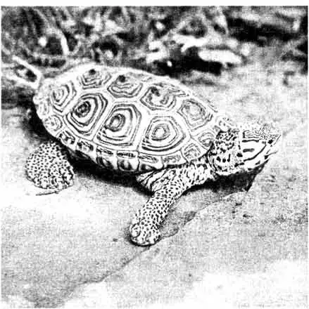 TUMBLE TURTLE nebo TERRAPIN (Malaclemys terrapin)