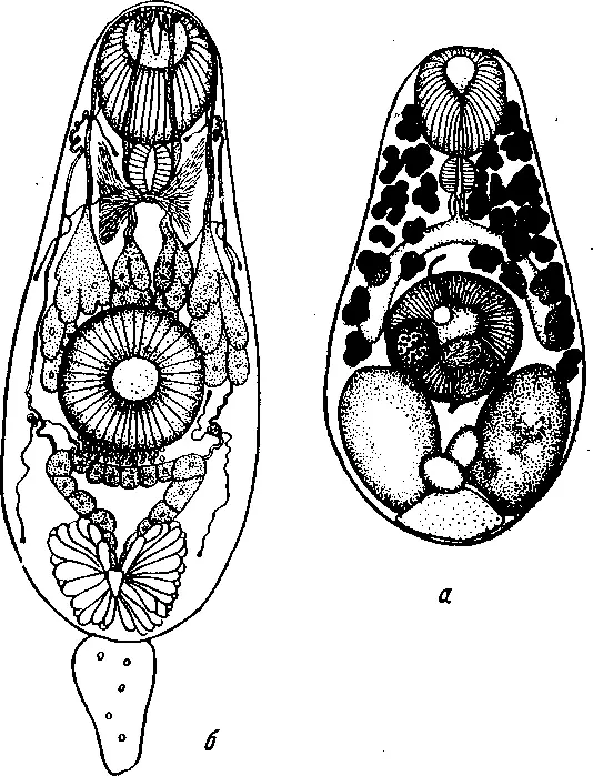 Studio della partenogonia di Sellacotyle mustelae 17592_2