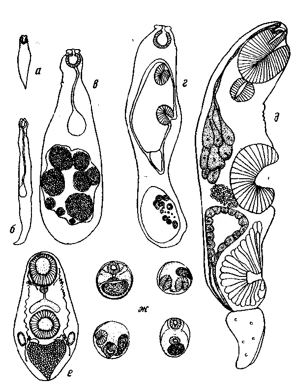 Studio della partenogonia di Sellacotyle mustelae 17592_3