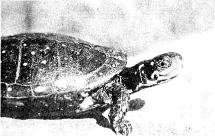 TORTUE SPOTTLE (Clemmys guttata)